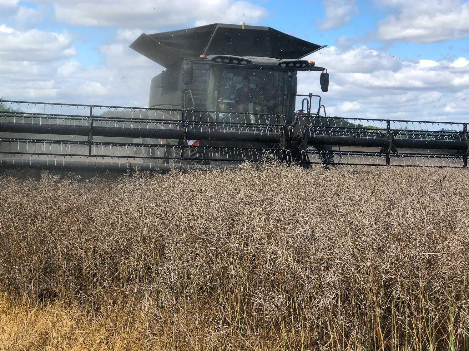 The Rapeseed Harvest - Intwood Farm & Butchers